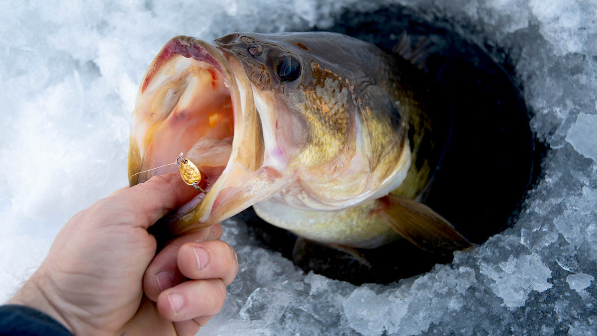 The Mighty Fish