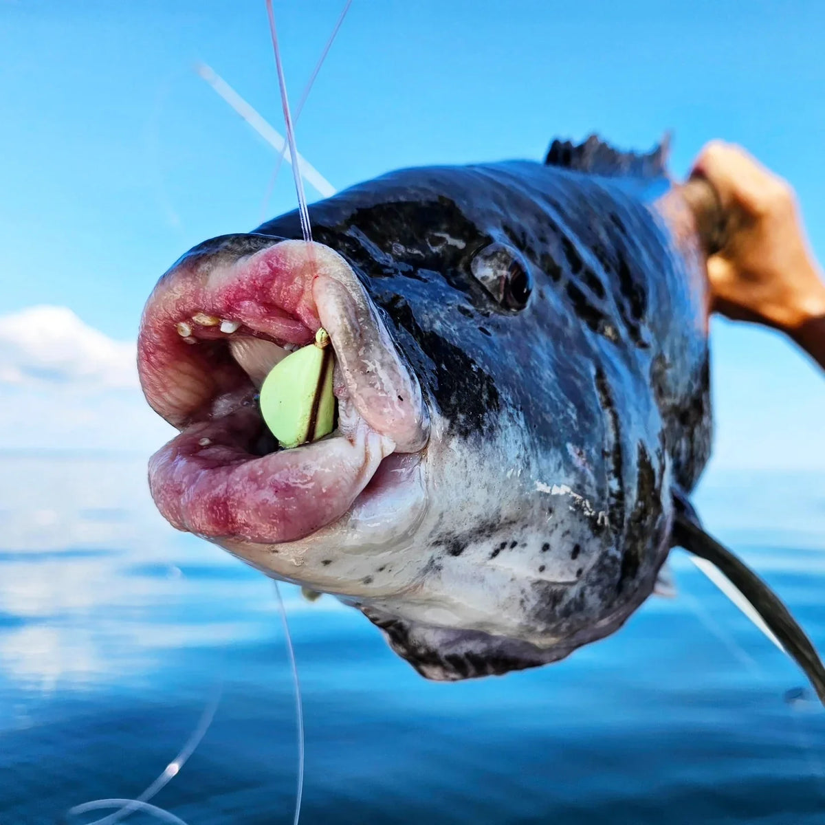 JIGS FOR TOGS???? – The Mighty Fish