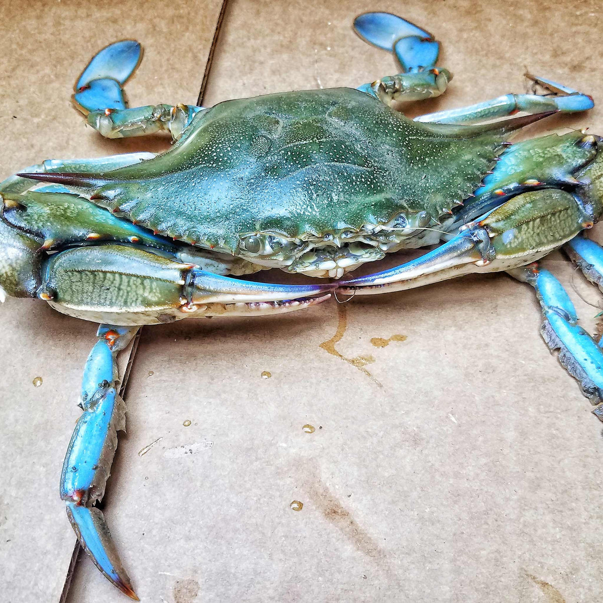 Cape Cod Blue Crabbing Guide – The Mighty Fish