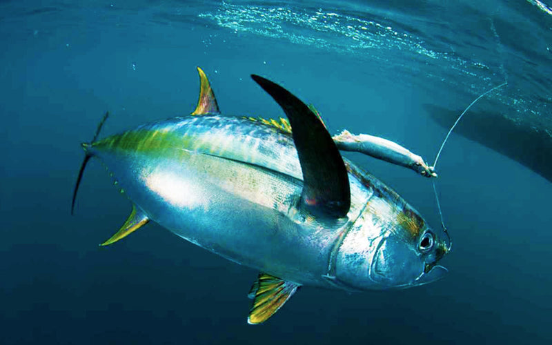 The Mighty Fish