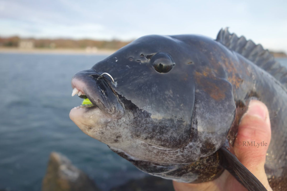 Tautog/Blackfish – The Mighty Fish